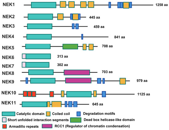 Targeting NEK Kinases in Gastrointestinal Cancers: Insights into Gene ...