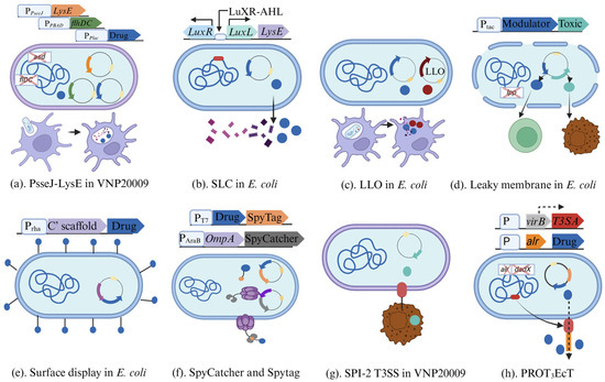 Living Bacteria: A New Vehicle for Vaccine Delivery in Cancer Immunotherapy