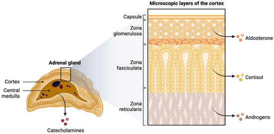 Modified Cortisol Circadian Rhythm: The Hidden Toll of Night-Shift Work