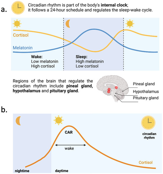 Modified Cortisol Circadian Rhythm: The Hidden Toll of Night-Shift Work