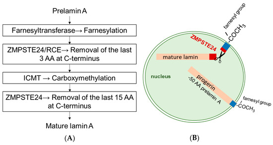 Progerin mRNA Is Associated with Smoking and Signs of Increased ...