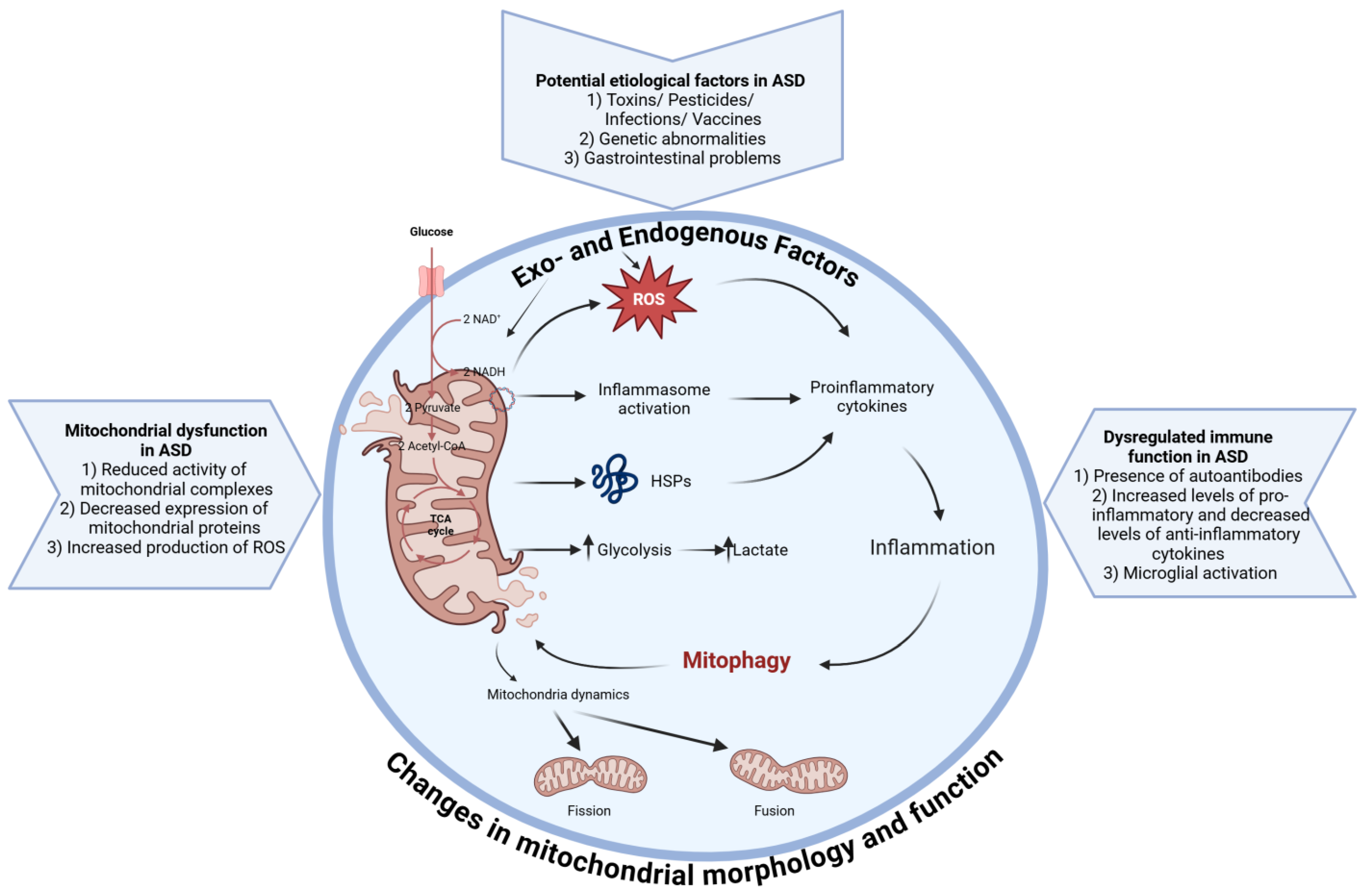 The Intersection of Mitophagy and Autism Spectrum Disorder: A ...