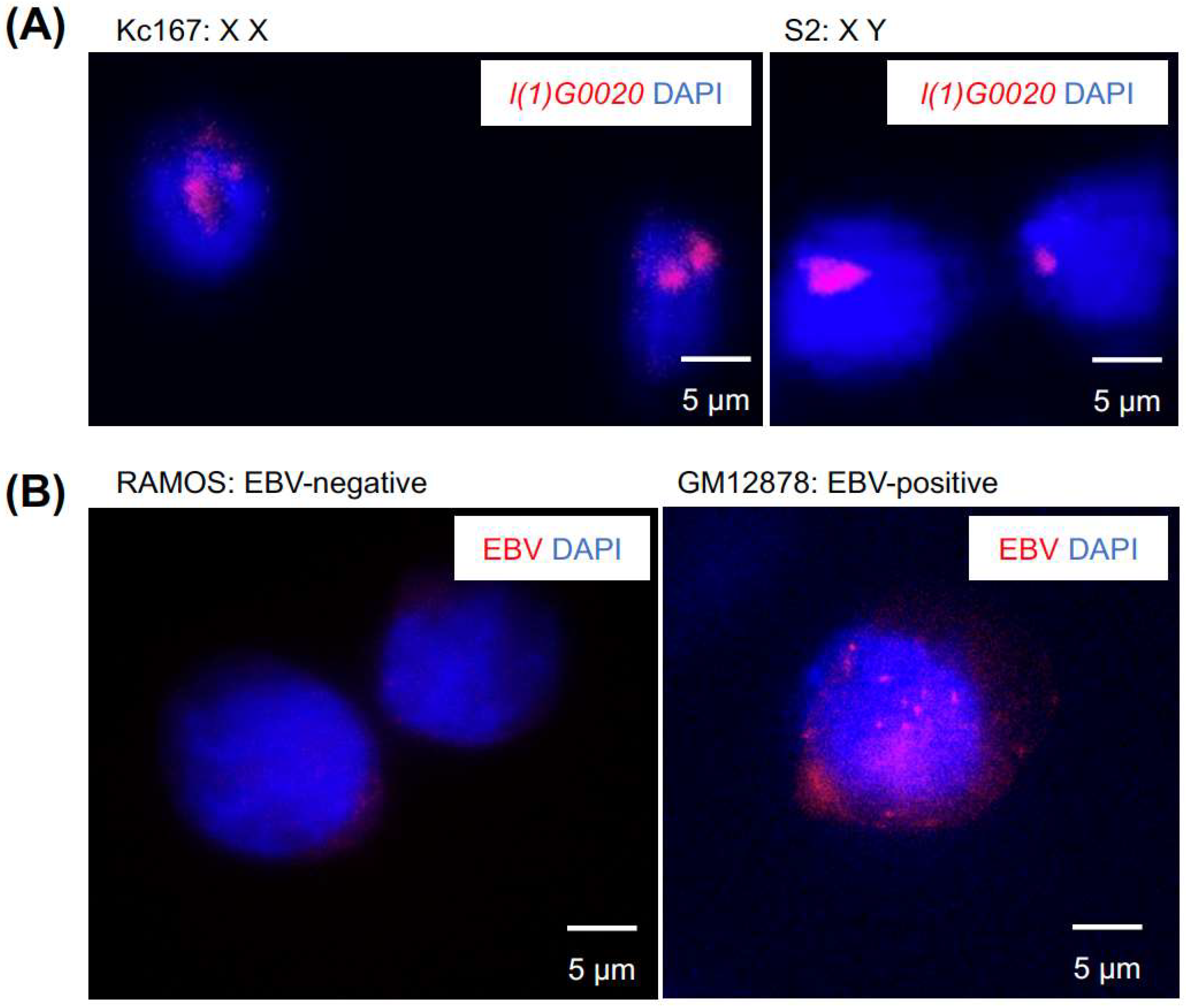 Tn5-Labeled DNA-FISH: An Optimized Probe Preparation Method for Probing Genome Architecture