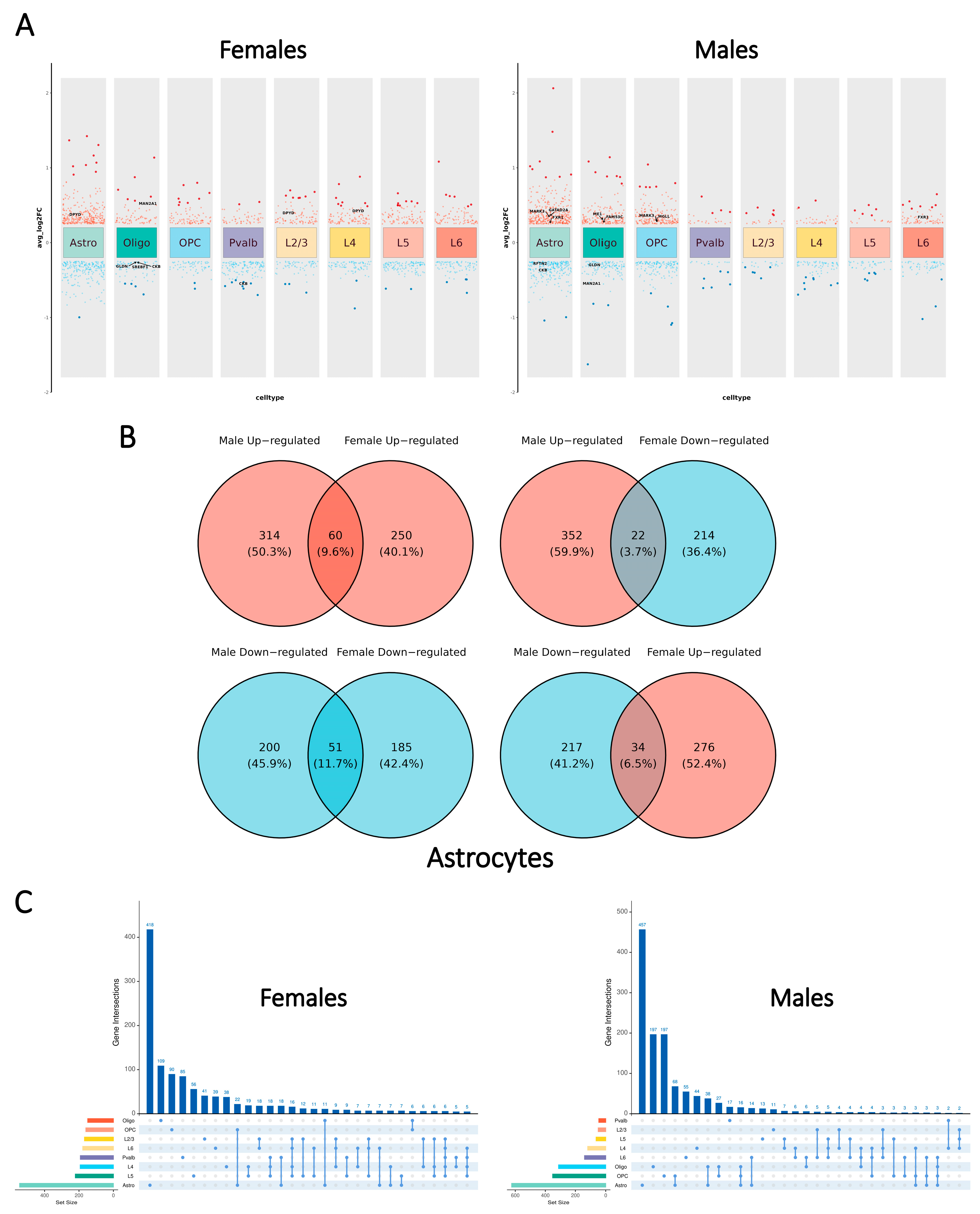 Single Cell Transcriptional Profiling Reveals Cell Type Specific Sex Dependent Molecular