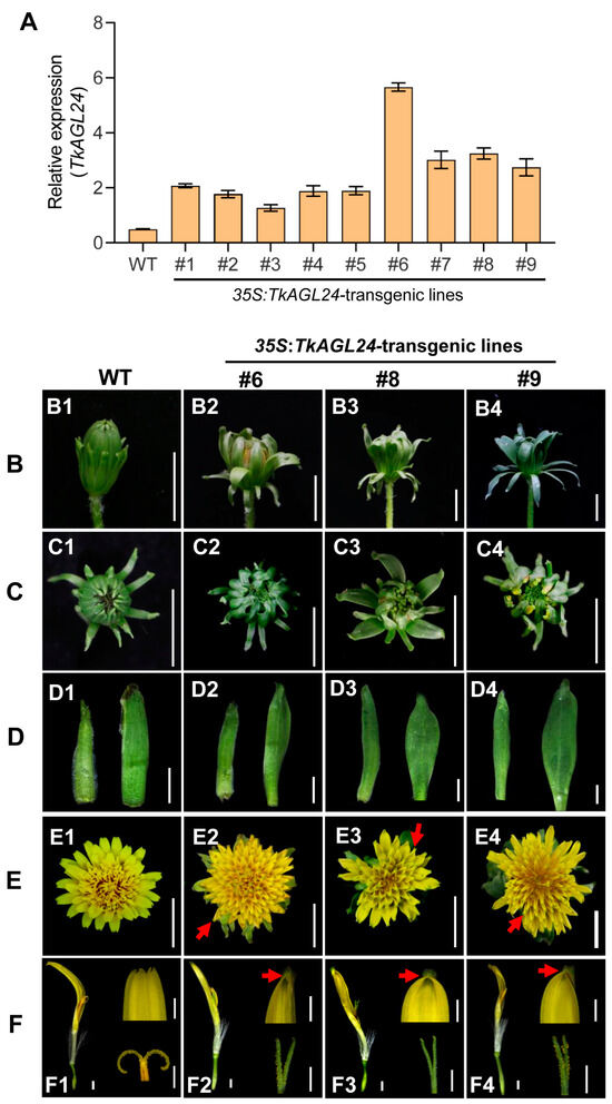 Isolation and Functional Characterization of the MADS-Box Gene AGAMOUS ...