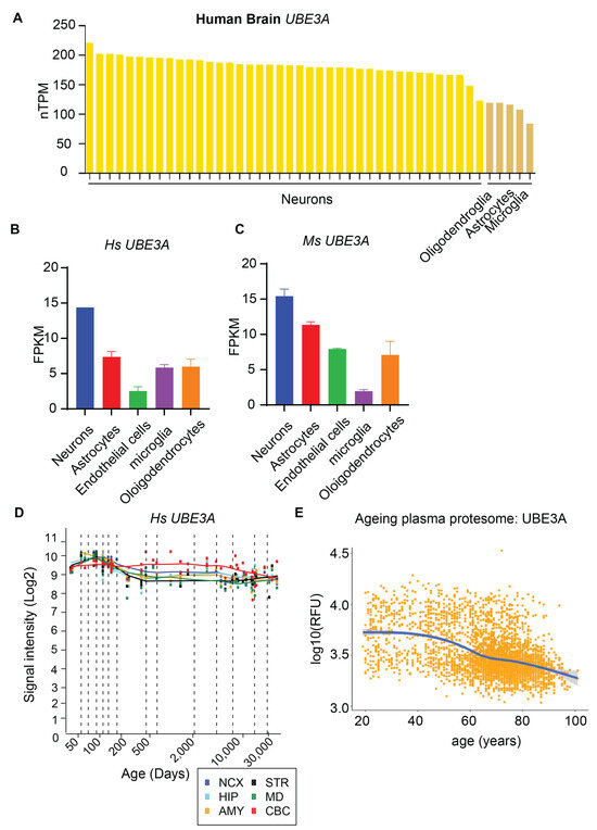 Unraveling the Roles of UBE3A in Neurodevelopment and Neurodegeneration