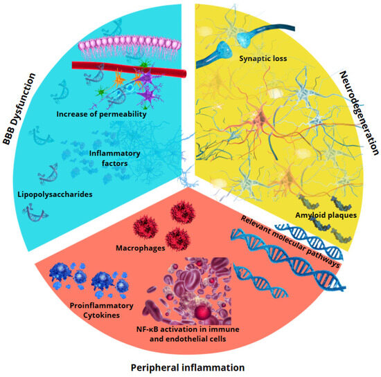 Impact of Peripheral Inflammation on Blood–Brain Barrier Dysfunction ...