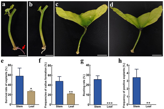 Agrobacterium rhizogenes-Mediated Hairy Root Genetic Transformation ...