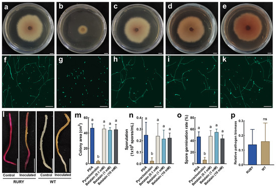 Agrobacterium rhizogenes-Mediated Hairy Root Genetic Transformation ...