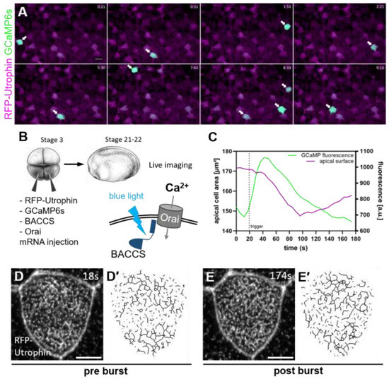 Spontaneous Calcium Bursts Organize the Apical Actin Cytoskeleton of ...
