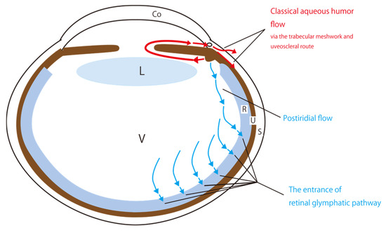 New Perspective on Aqueous Humor Circulation: Retina Takes the Lead