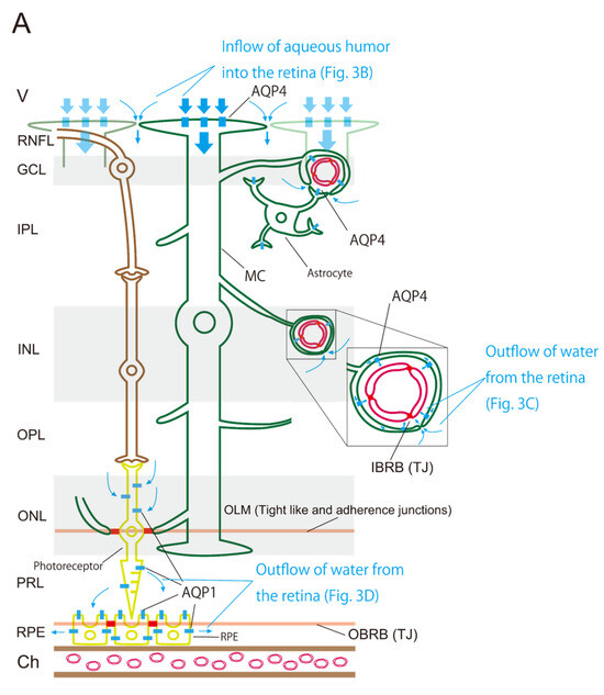 New Perspective on Aqueous Humor Circulation: Retina Takes the Lead