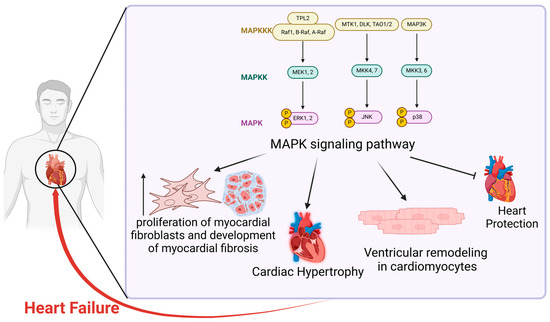 The Role of the MAPK Signaling Pathway in Cardiovascular Disease ...