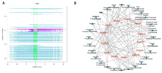 Integrated Transcriptomic and Metabolomic Analysis Reveals Tissue-Specific Flavonoid ...