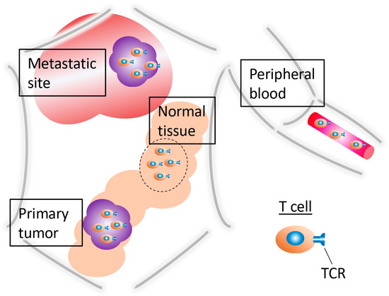 The Current Status of T Cell Receptor (TCR) Repertoire Analysis in ...
