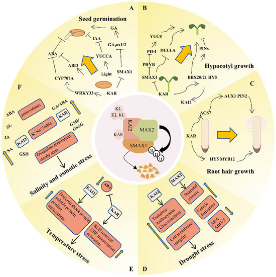 The Multifaceted Impact of Karrikin Signaling in Plants
