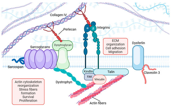 Mechanotransduction and Skeletal Muscle Atrophy: The Interplay Between ...