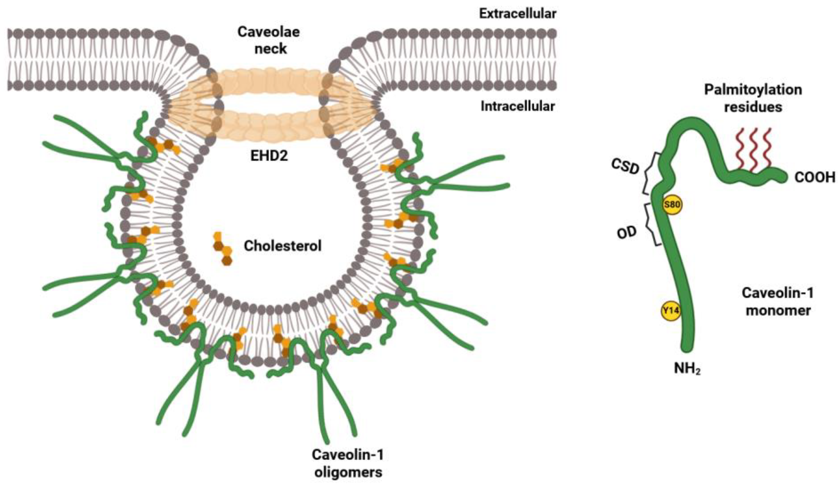 Caveolae: Metabolic Platforms at the Crossroads of Health and Disease
