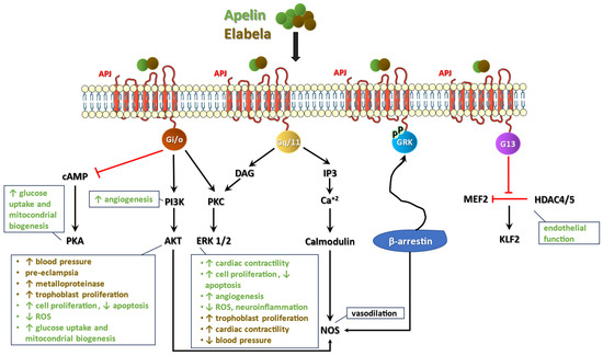 Apelin/APJ: Another Player in the Cancer Biology Network