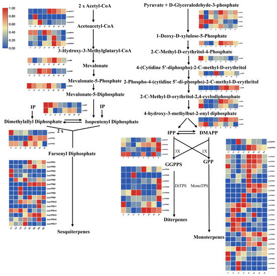 A Comprehensive Analysis of Transcriptomics and Metabolomics Reveals ...