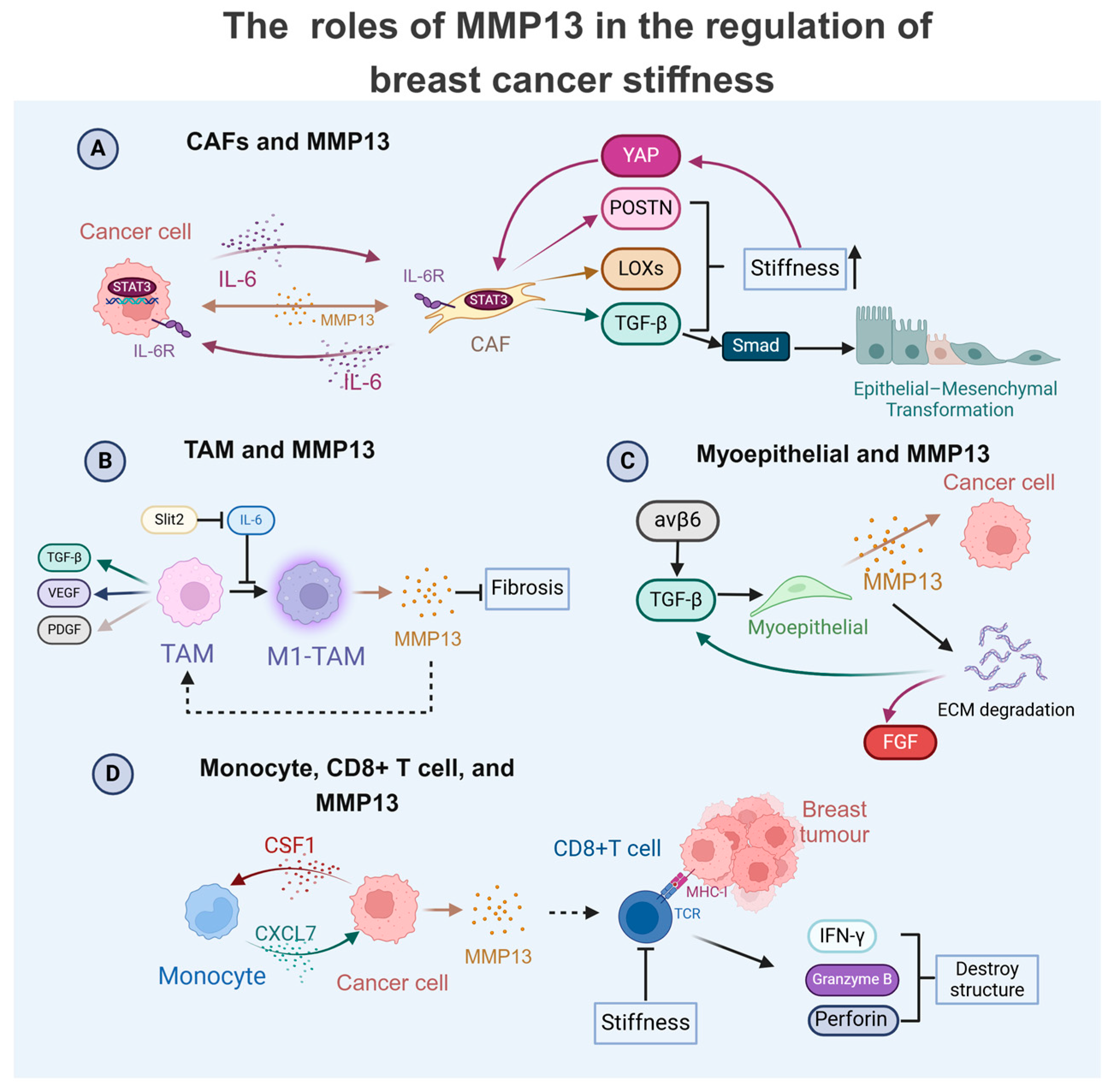 Unveiling Matrix Metalloproteinase 13’s Dynamic Role in Breast Cancer ...