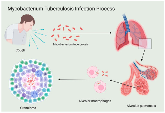The Role and Potential Application of IL-12 in the Immune Regulation of ...