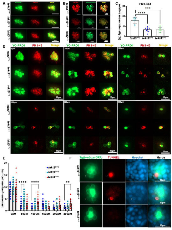 Tekt3 Safeguards Proper Functions and Morphology of Neuromast Hair Bundles