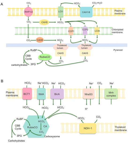 Synthetic Biology Strategies and Tools to Modulate Photosynthesis in ...