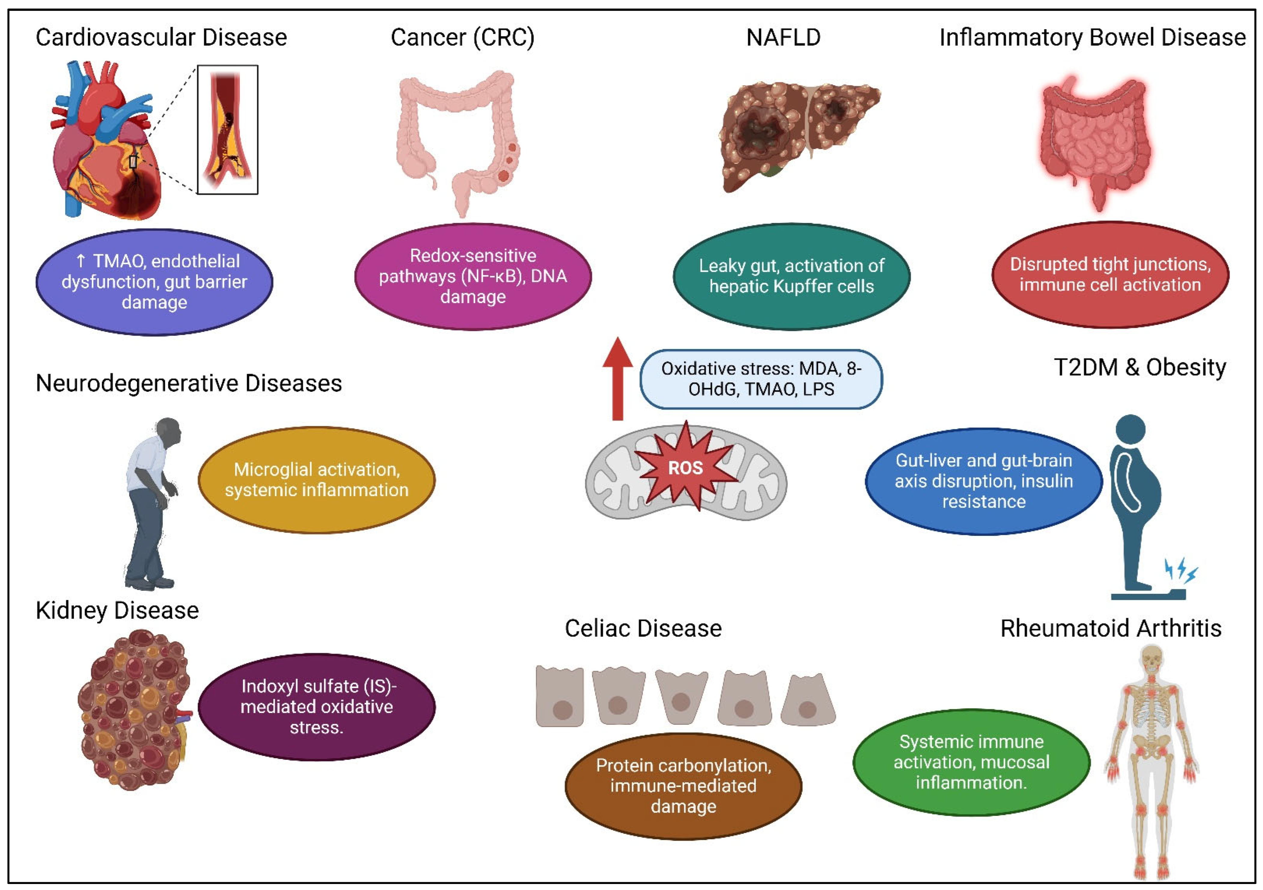 Oxidative Stress, Gut Microbiota, and Extracellular Vesicles Oxidative Stress, Gut Microbiota, and Extracellular Vesicles