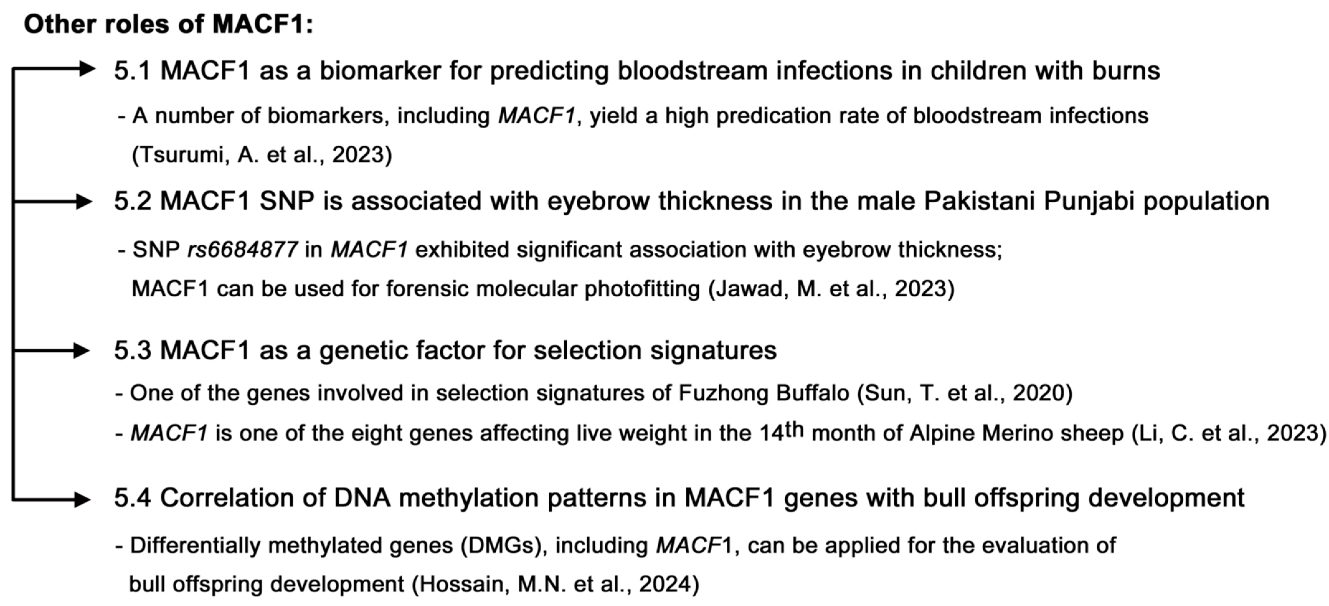 A Multifaceted Giant Protein Microtubule-Actin Cross-Linking Factor 1
