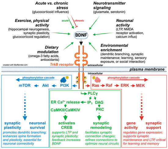 From Stress to Synapse: The Neuronal Atrophy Pathway to Mood Dysregulation