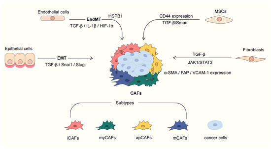 Cancer-Associated Fibroblasts as the “Architect” of the Lung Cancer ...