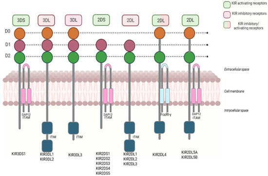 The Role of Killer Ig-like Receptors in Diseases from A to Z