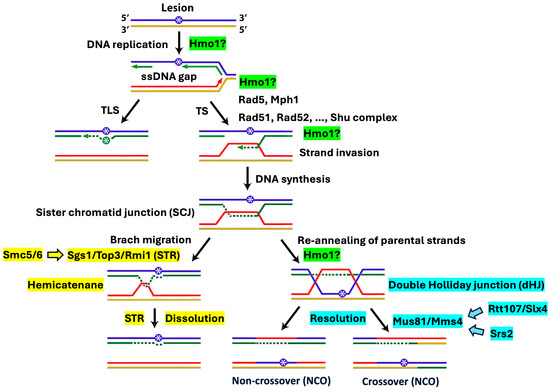 The Yeast HMGB Protein Hmo1 Is a Multifaceted Regulator of DNA Damage Tolerance