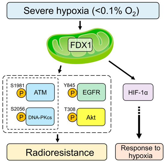 FDX1 Regulates the Phosphorylation of ATM, DNA-PKcs Akt, and EGFR and ...