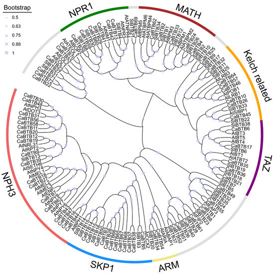 Genome-Wide Identification of the BTB Domain-Containing Protein Gene ...