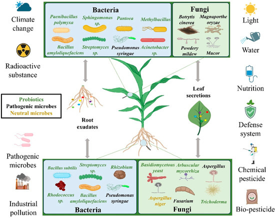Unraveling the Intricacies of Powdery Mildew: Insights into ...