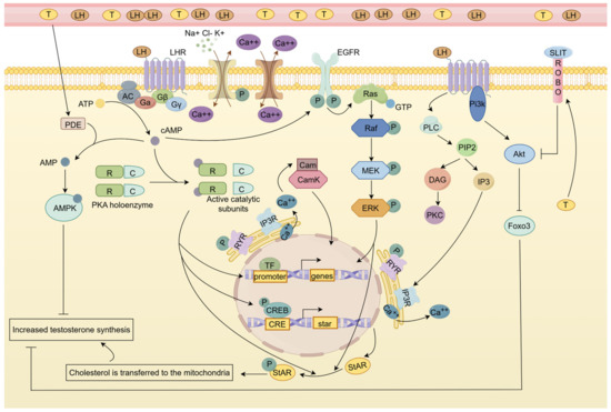 Luteinizing Hormone Regulates Testosterone Production, Leydig Cell ...
