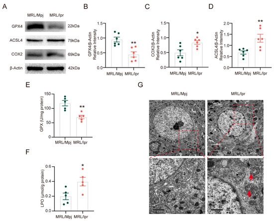 Inhibition of ACSL4 Attenuates Behavioral Deficits by Regulating ...