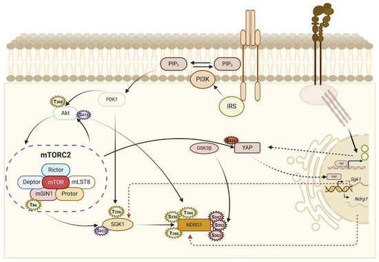 Insight into the Regulation of NDRG1 Expression