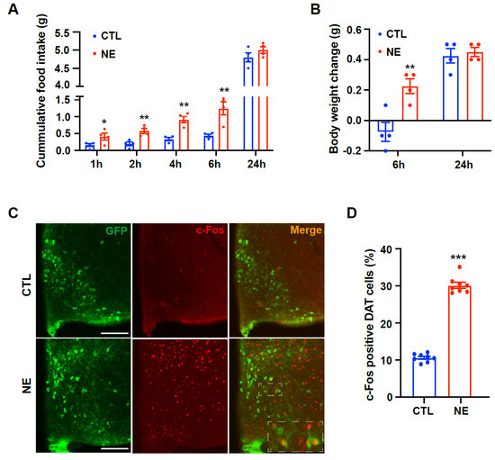 α2-Adrenergic Receptors in Hypothalamic Dopaminergic Neurons: Impact on ...