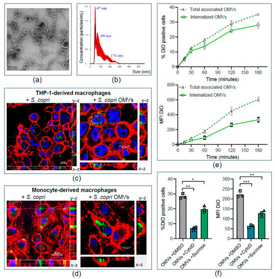 Segatella copri Outer-Membrane Vesicles Are Internalized by Human Macrophages and Promote a Pro ...