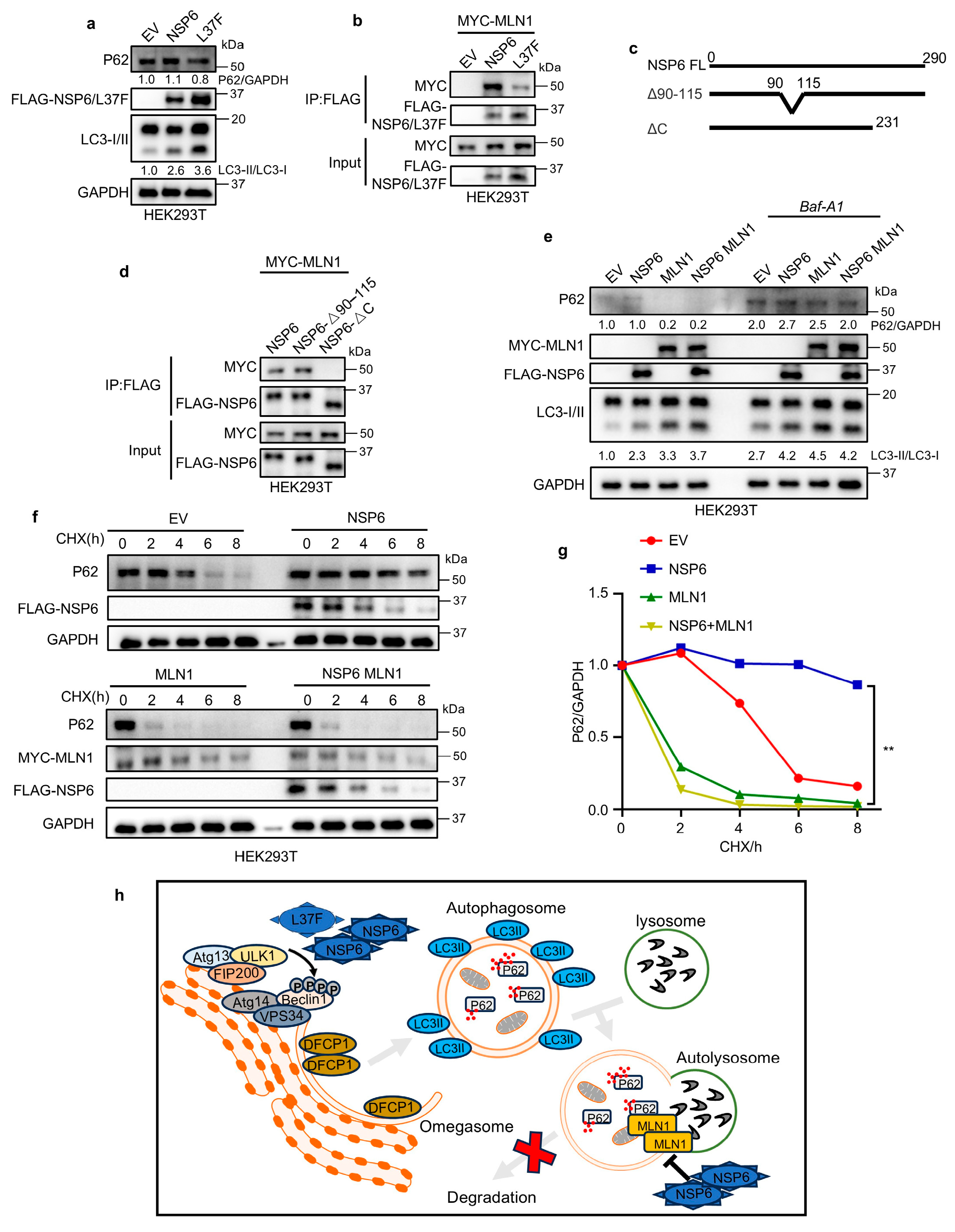 NSP6 of SARS-CoV-2 Dually Regulates Autophagic–Lysosomal Degradation