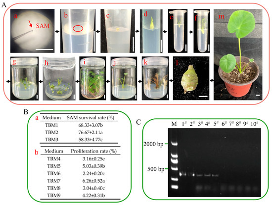 Virus-Free Micro-Corm Induction and the Mechanism of Corm Development in Taro
