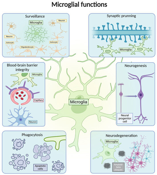 The Complementary Role of Morphology in Understanding Microglial Functional Heterogeneity