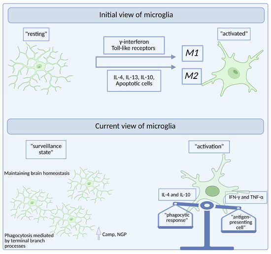 The Complementary Role of Morphology in Understanding Microglial ...