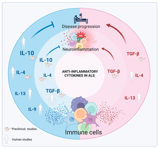 Neuroinflammation and Amyotrophic Lateral Sclerosis: Recent Advances in ...
