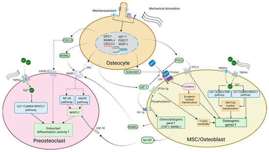 Mechanosignaling in Osteoporosis: When Cells Feel the Force