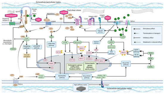 Mechanosignaling in Osteoporosis: When Cells Feel the Force
