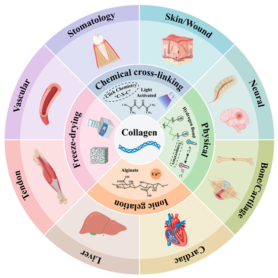 Recent Advances in the Development and Application of Cell-Loaded ...